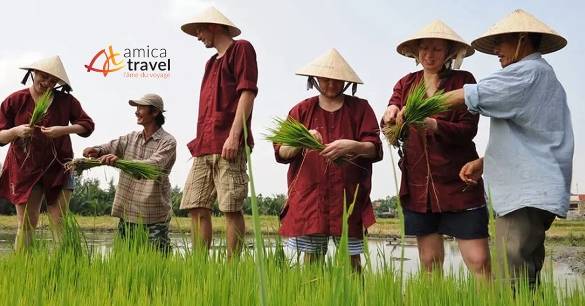 Initiation à la riziculture à Hoi An | Amica Travel