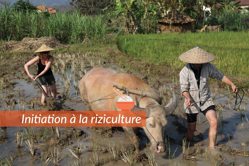 Initiation à la riziculture à Luang Prabang | Amica Travel